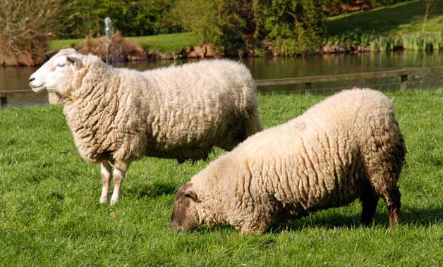New five-point plan to cut sheep lameness | Farming Monthly National