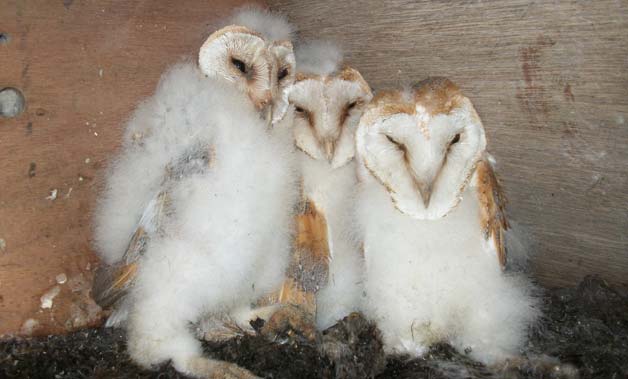 Barn Owls thriving on nature friendly farms despite worst year for wildlife